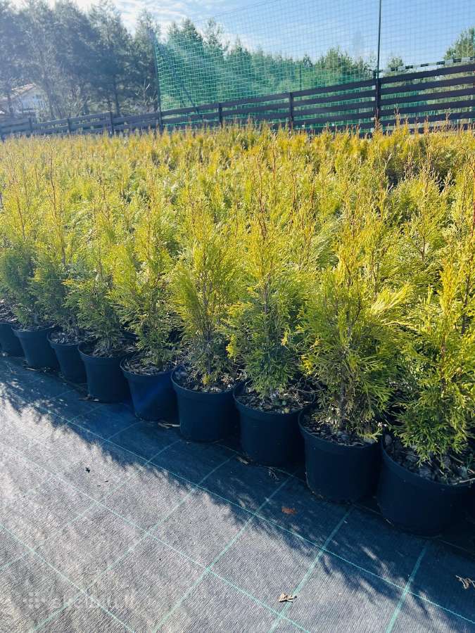 Tujos smaragd - Skelbiu.lt