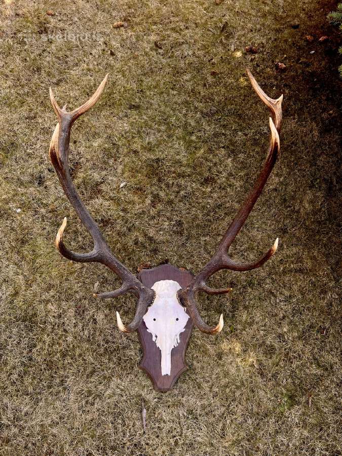 Elnio ragai - Skelbiu.lt