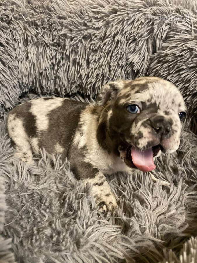 Prancūzų buldogai - Skelbiu.lt