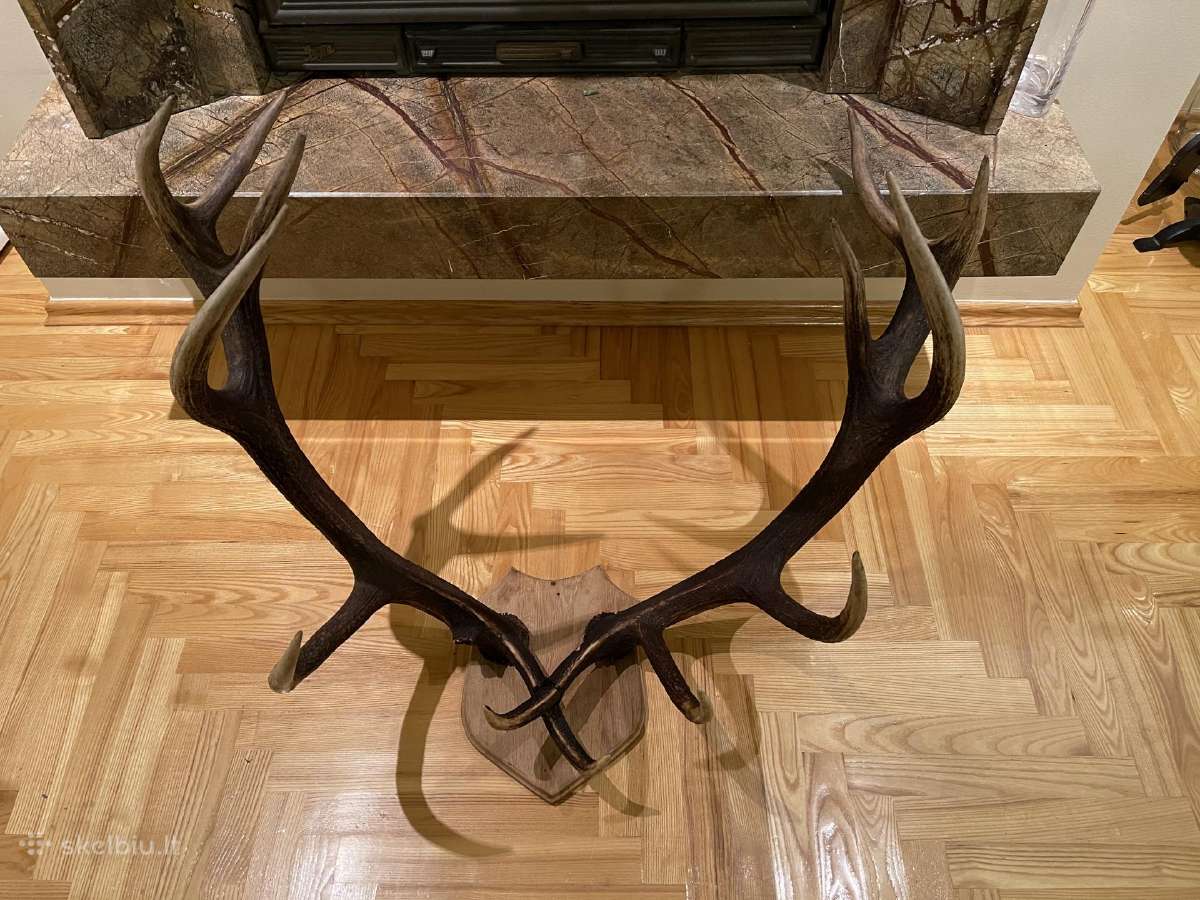 Elnio ragai 5.2kg - Skelbiu.lt