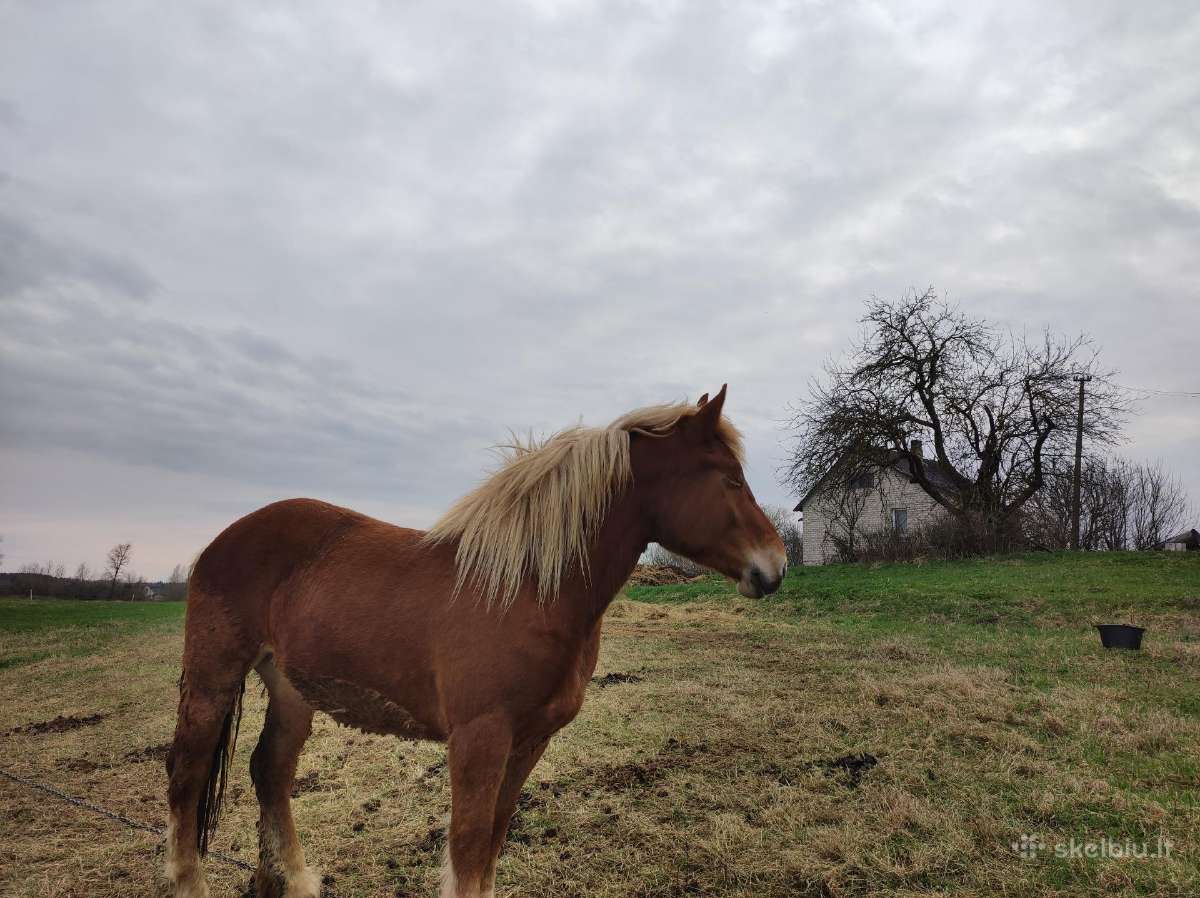 Arkliai . - Skelbiu.lt