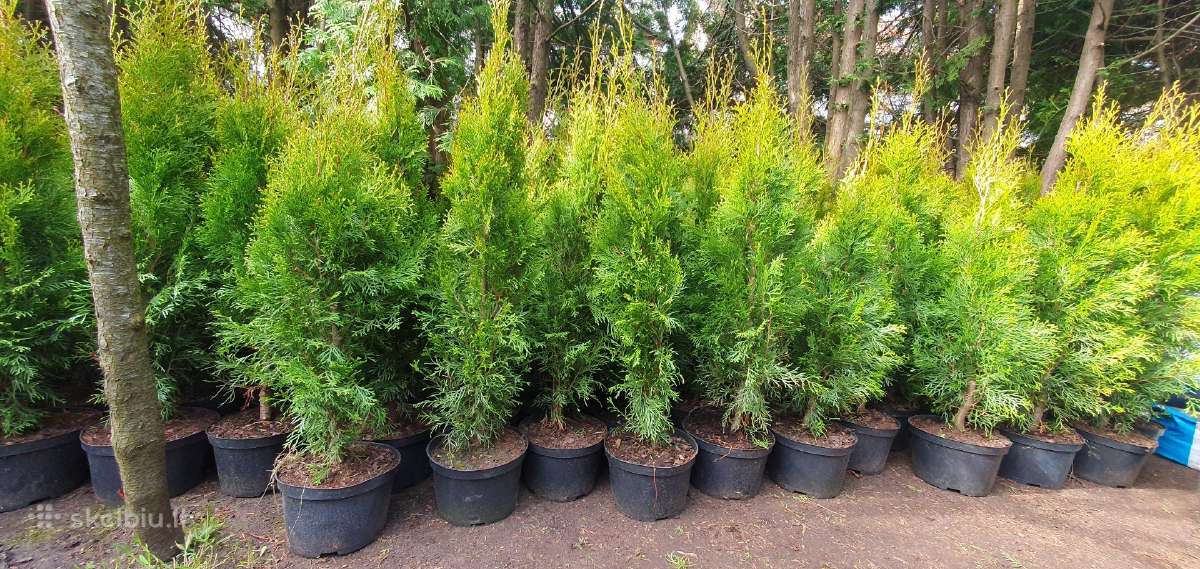 Tujos Smaragd 100-115cm vazonėliuose Premium klase - Skelbiu.lt