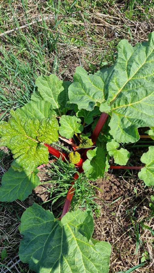 Šviežūs rabarbarai - Skelbiu.lt