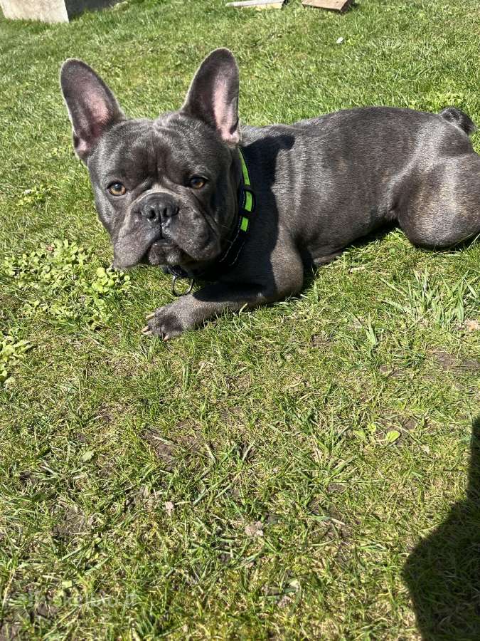 Prancūzų buldogas pasimatymams - Skelbiu.lt