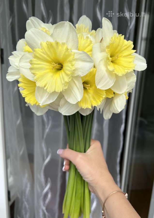 Narcizų pardavimas - Skelbiu.lt