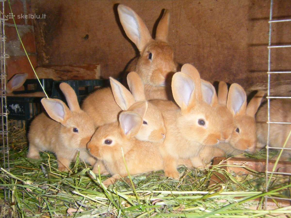 Ekologiska triusiena.auginti be kombikormos. - Skelbiu.lt