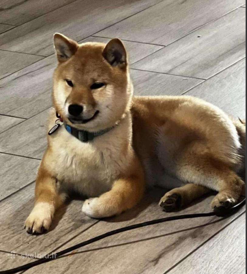 Parduodami Shina Inu suniukai - Skelbiu.lt