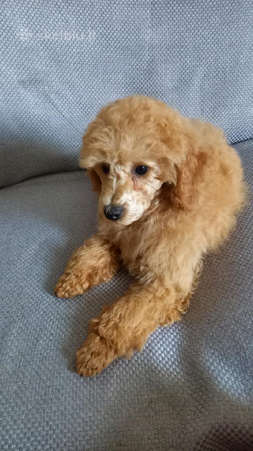 Parduodamas garbanius storuliukas pudeliukas - Skelbiu.lt