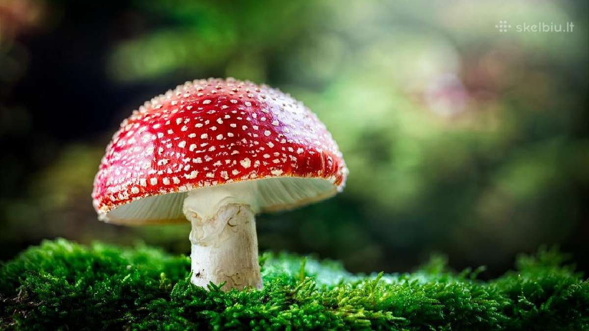 Musmires - Skelbiu.lt