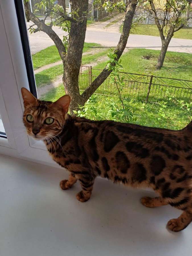 Bengalijos katė - Skelbiu.lt