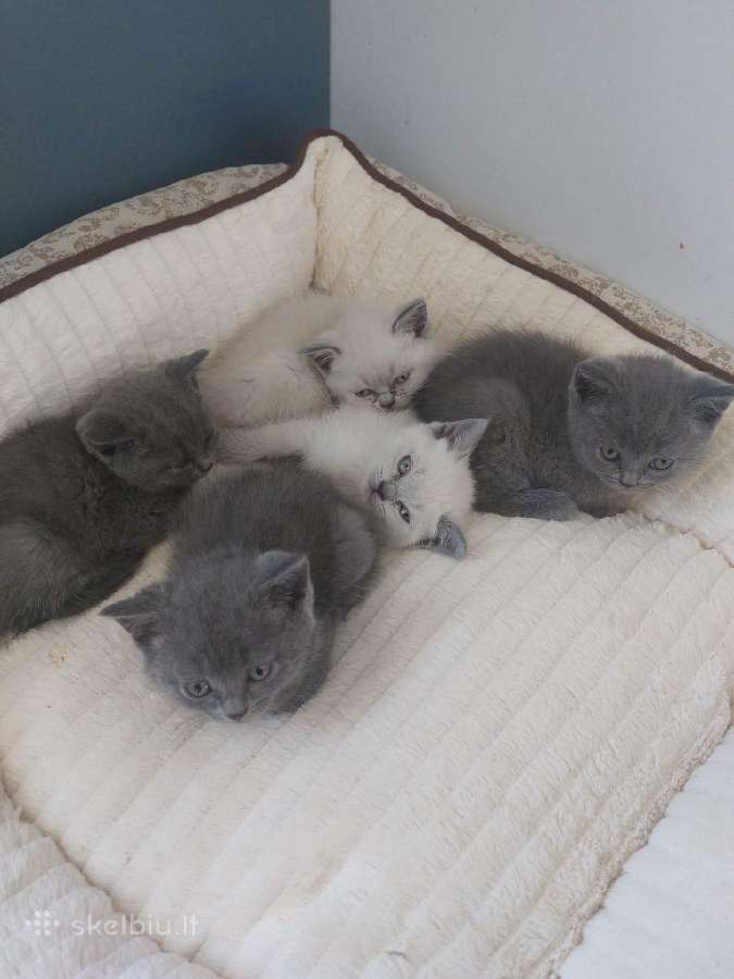 Britu trumpaplaukiai - Skelbiu.lt