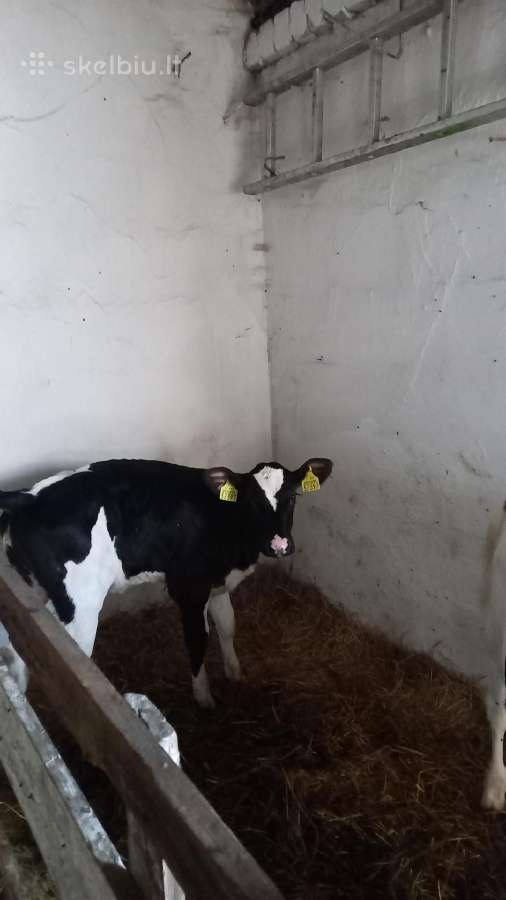 Veršiukas holšteinų ir mėsinių - Skelbiu.lt