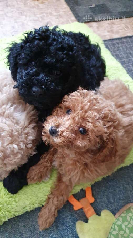 Mini nykštukinių pudeliukų vada-gali išvykti - Skelbiu.lt