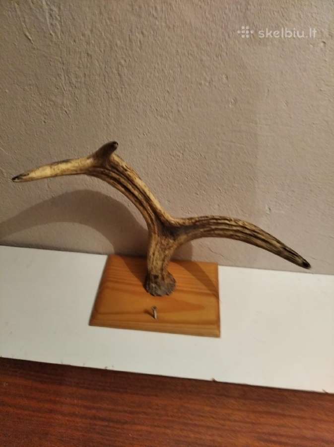 Elnio ragai - Skelbiu.lt