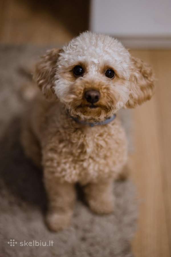 Toy pudelis ieško draugės (aplink Vilnių 100km.) - Skelbiu.lt