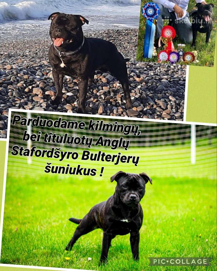 Anglų stafordšyro bulterjeras - Skelbiu.lt