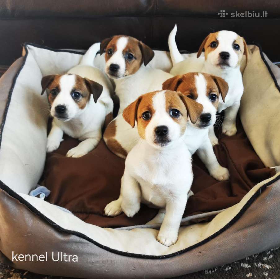 Džeko Raselo terjerai - Jack Russell terrier - Skelbiu.lt