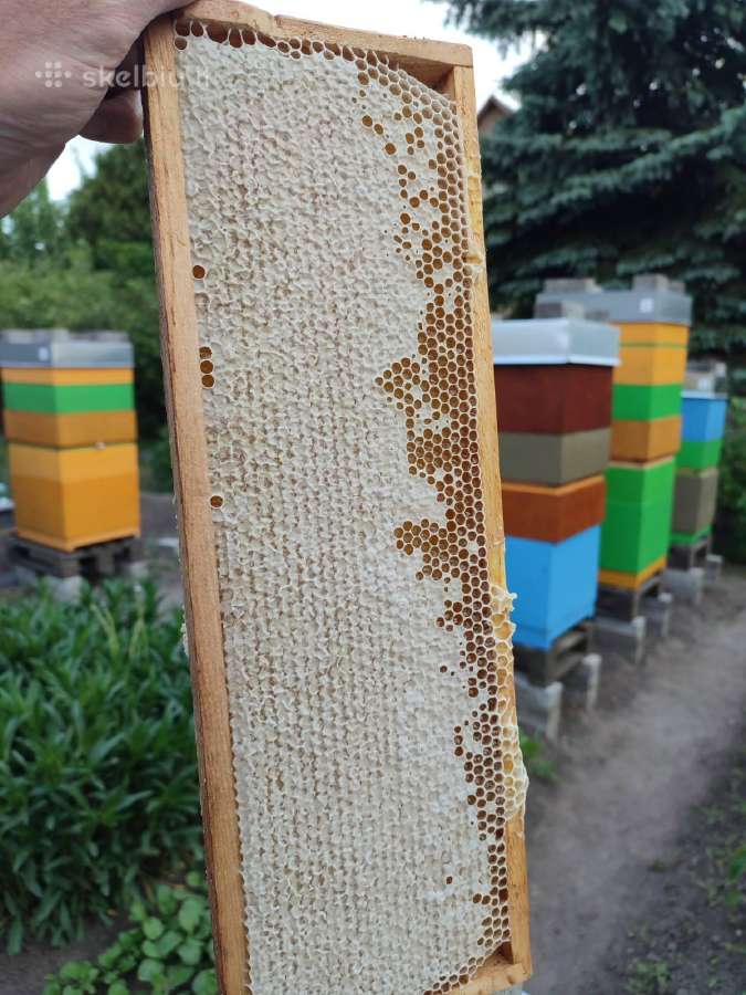 Ekologiškas šviežias Pavasarinis Medus Po 1 Kg Skelbiult