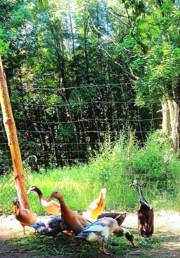 Indijos bėgikų antys - Skelbiu.lt