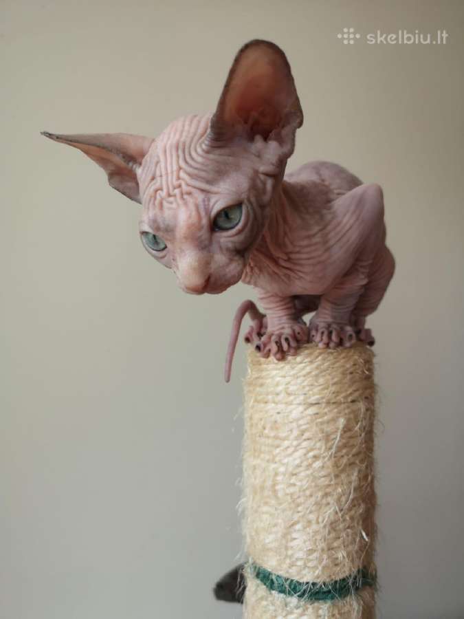 Sfinksai - Skelbiu.lt