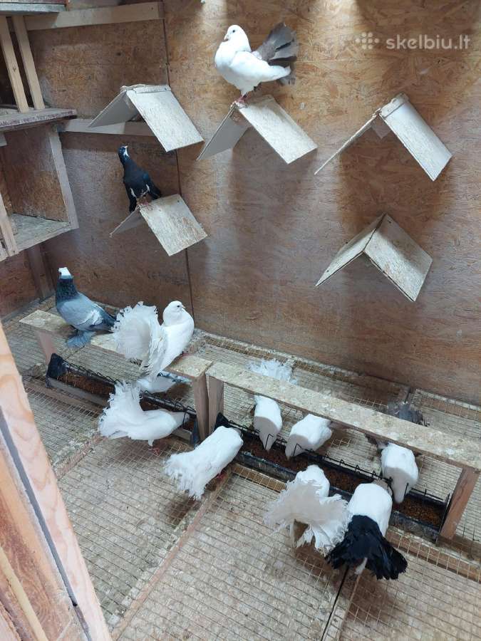 Parduodami poviniai balandziai - Skelbiu.lt