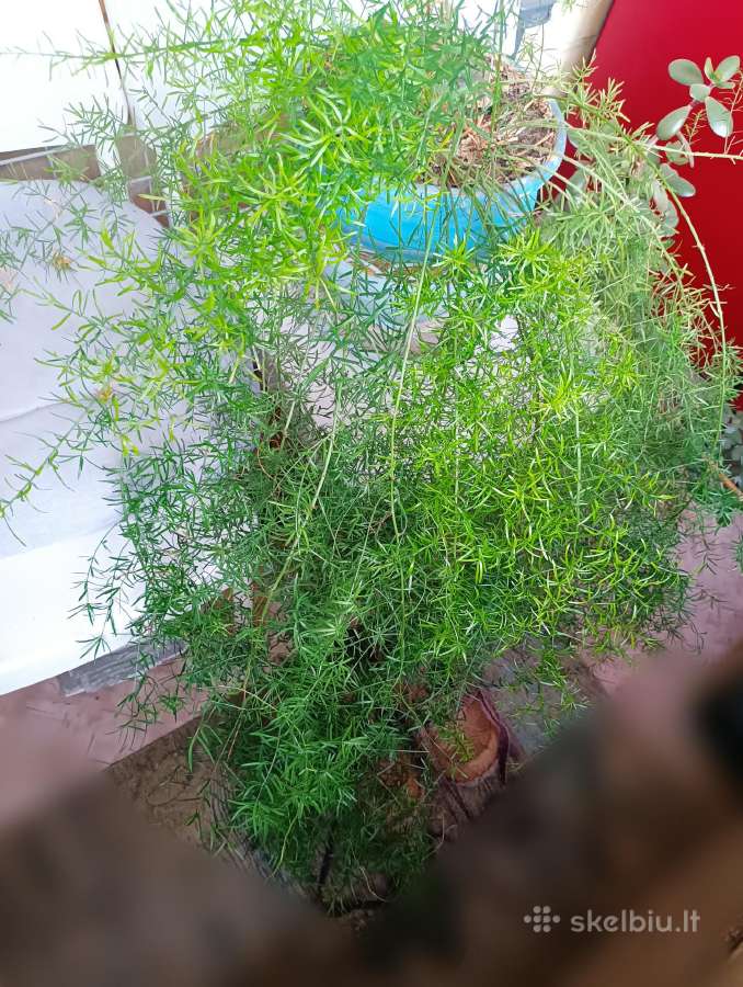 Didelė gėlė - Kambarinis smidras - Skelbiu.lt