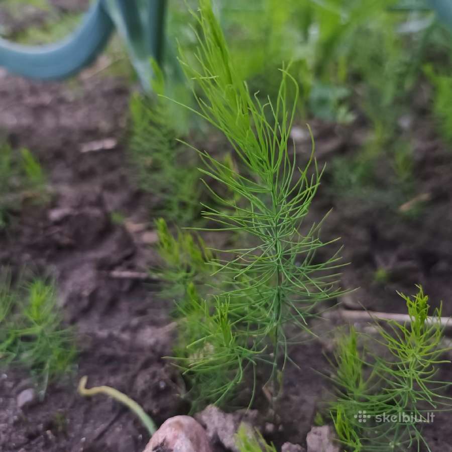 Valgomieji smidrai (šparagai) - Skelbiu.lt