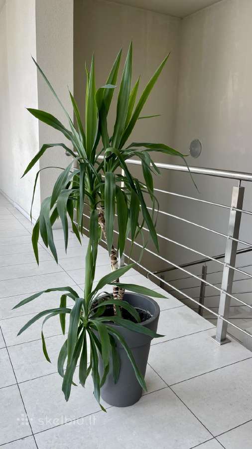 Kambarinis augalas / gėlė Juka 145 cm - Skelbiu.lt