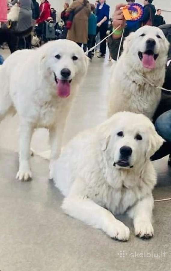 Balti Aviganiai - Skelbiu.lt