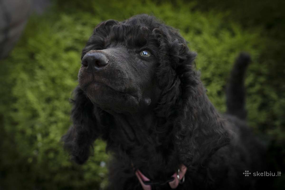 Didysis Karališkas pudelis - Skelbiu.lt