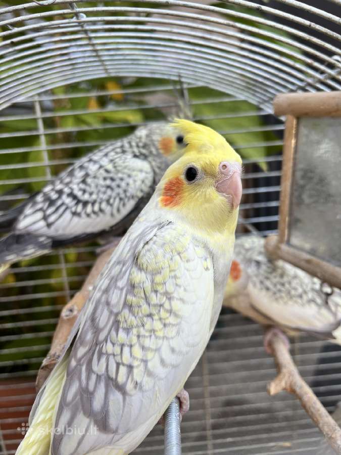 Papūgos nimfos - Skelbiu.lt