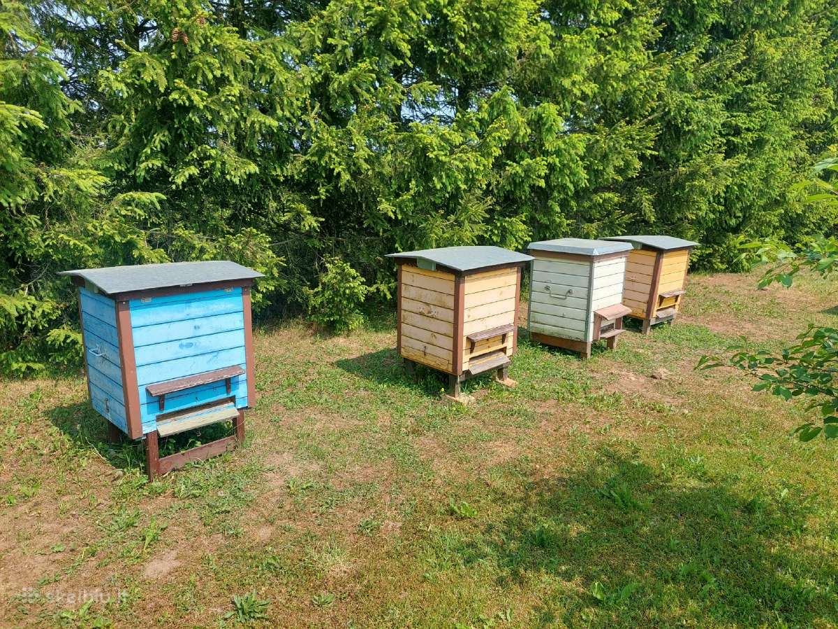 Aviliai - Skelbiu.lt