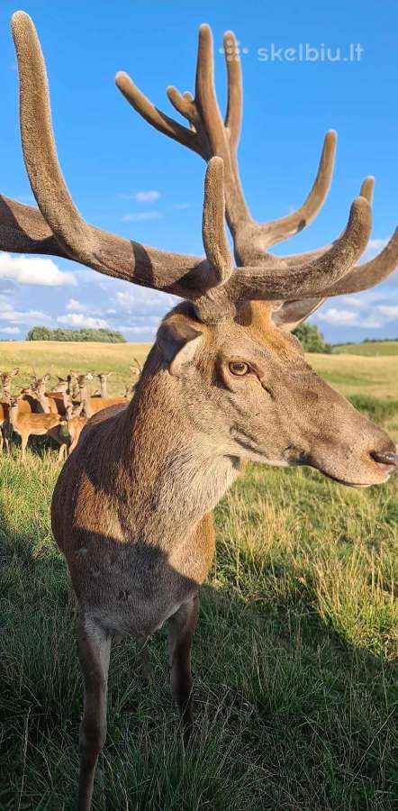 Taurusis elnias - Skelbiu.lt