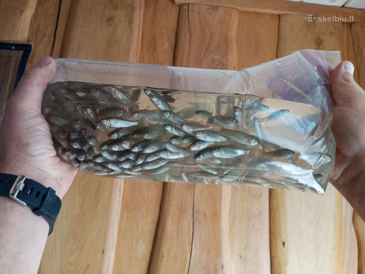 Upėtakių mailius nuo 0.13iki 1500g - Skelbiu.lt