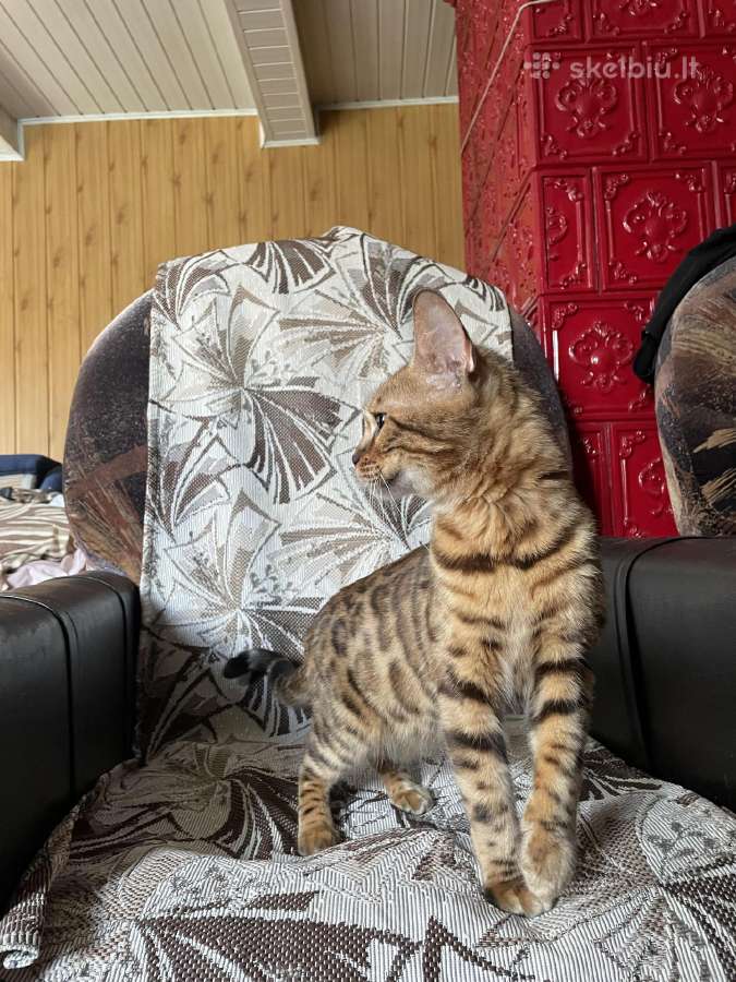 Parduodama bengalijos katė bengalų - Skelbiu.lt
