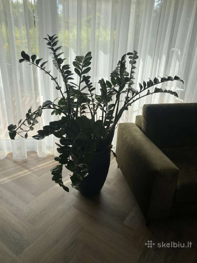 Pinigų medis su gražiu vazonu - Skelbiu.lt