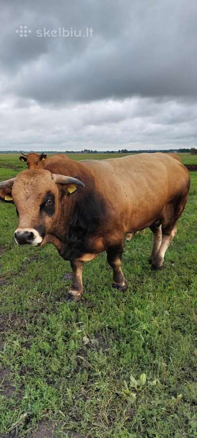Aubrakų veislės bulius - Skelbiu.lt