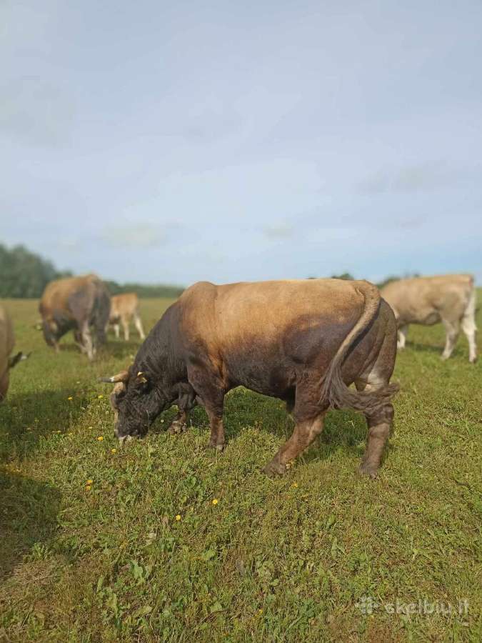 Parduodamas grynaveislis bulius - Skelbiu.lt