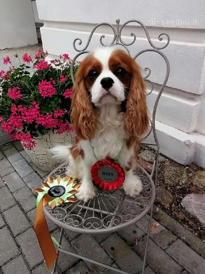Kavalieriaus Karaliaus Karolio spanielis - Skelbiu.lt