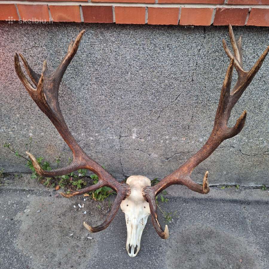 Perku ragus - Skelbiu.lt