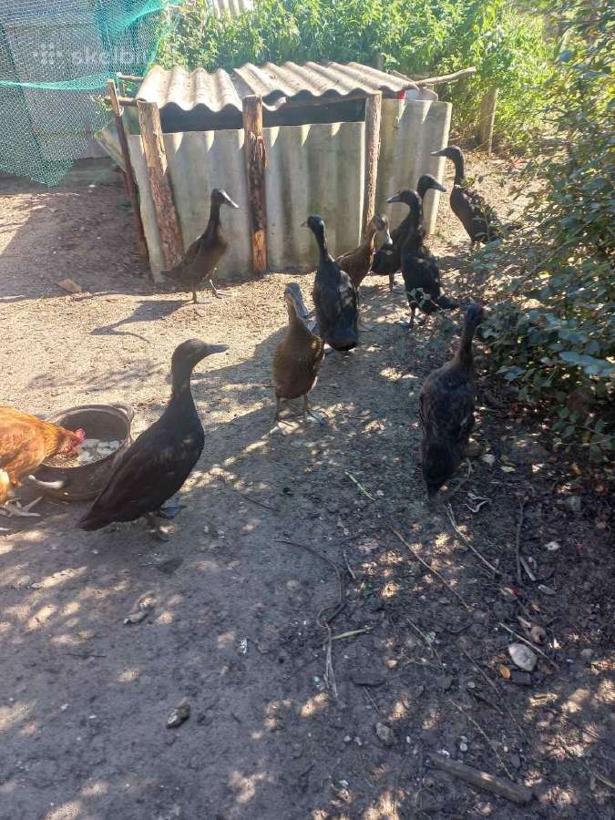 Antys bėgikės - Skelbiu.lt