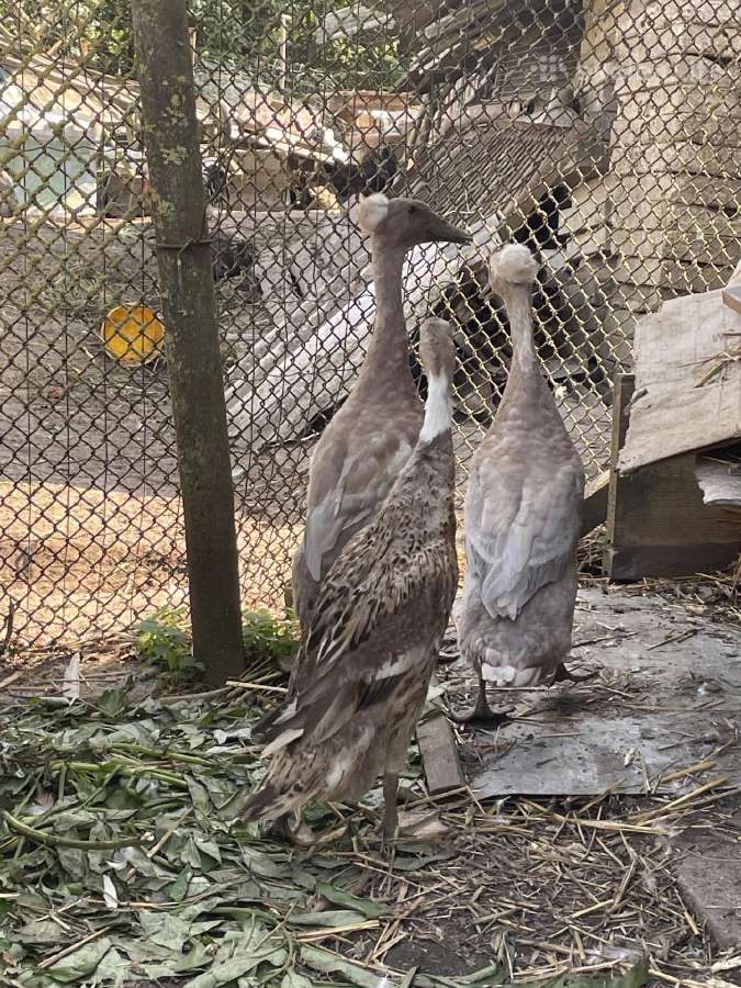 Antys (Indijos bėgikės ir Muskusinės) - Skelbiu.lt