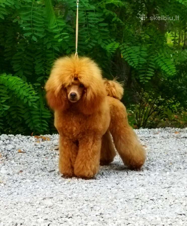 Nykštukiniai pudeliai su Fci kilmės dokumentais - Skelbiu.lt