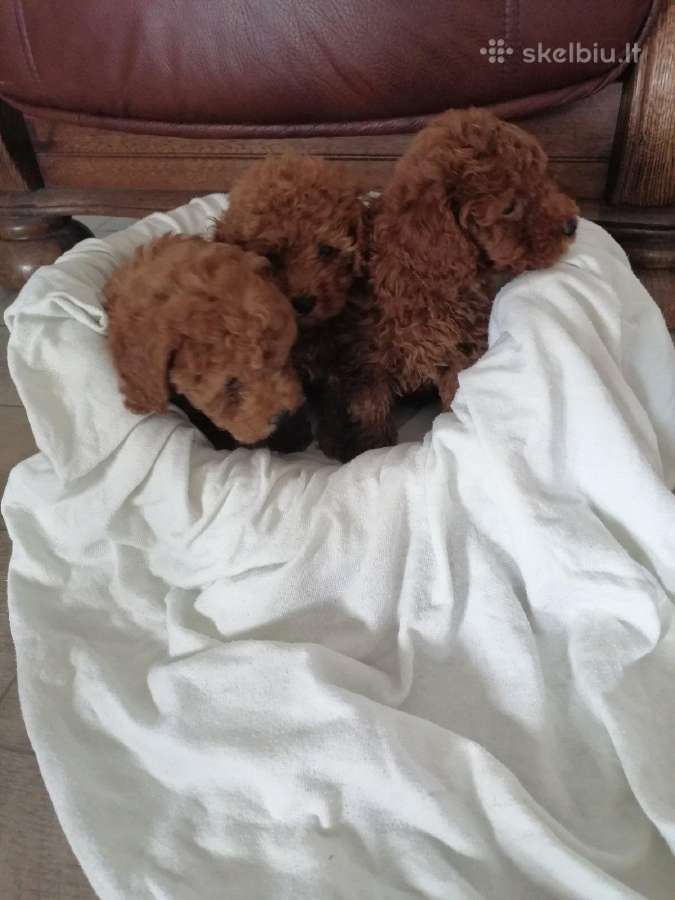 Toy pudeliai - Skelbiu.lt