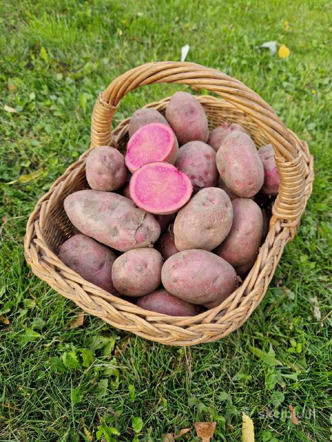 Rožinės bulvės - Mulberry beauty - Skelbiu.lt