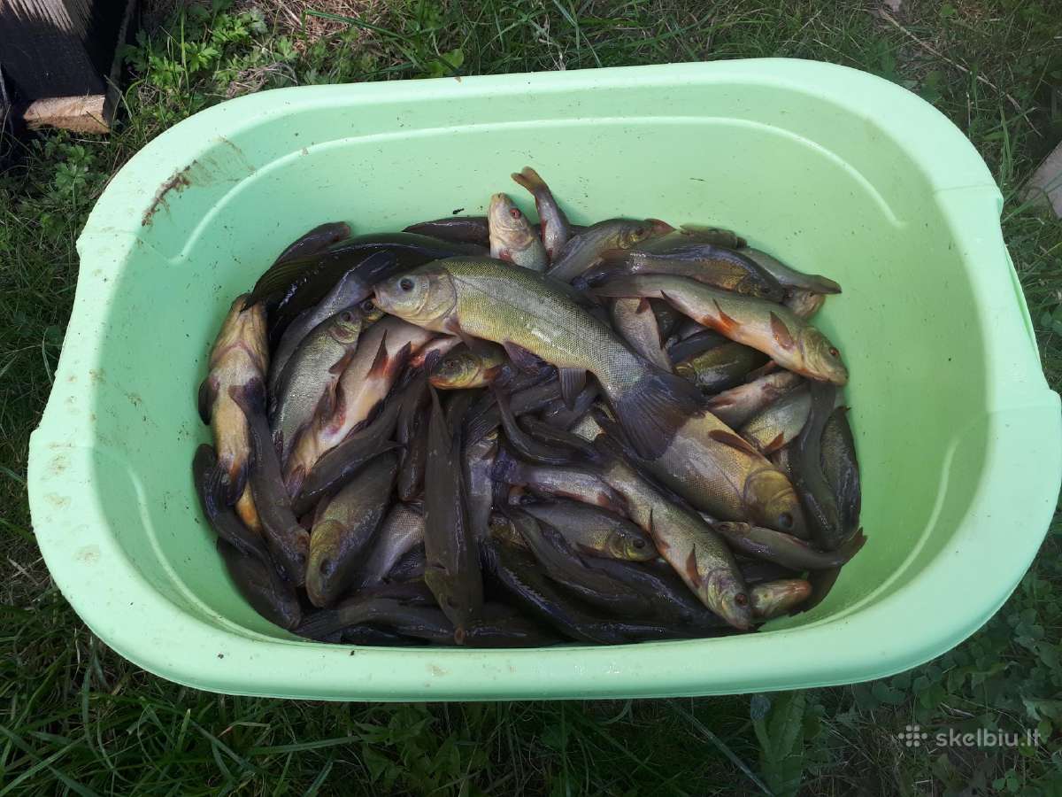 Žuvys,mailius,lynai ižuvinimas - Skelbiu.lt