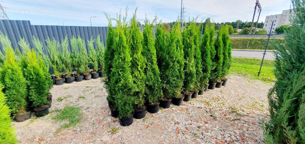 Tujos Smaragd vazonėliuose Premium Pigiau Pušys - Skelbiu.lt