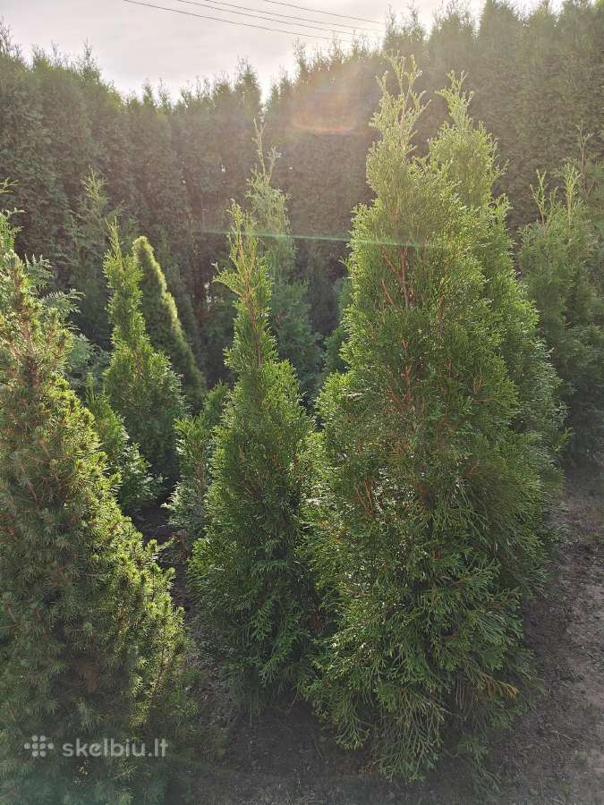 Tujos - Skelbiu.lt
