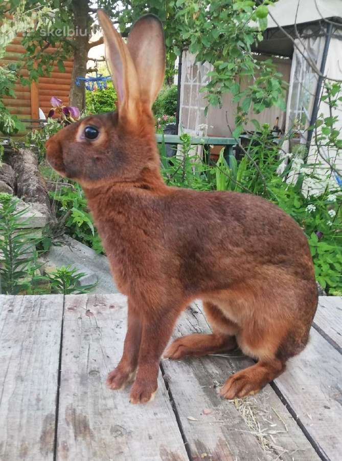 Kiškinis triušis - Skelbiu.lt