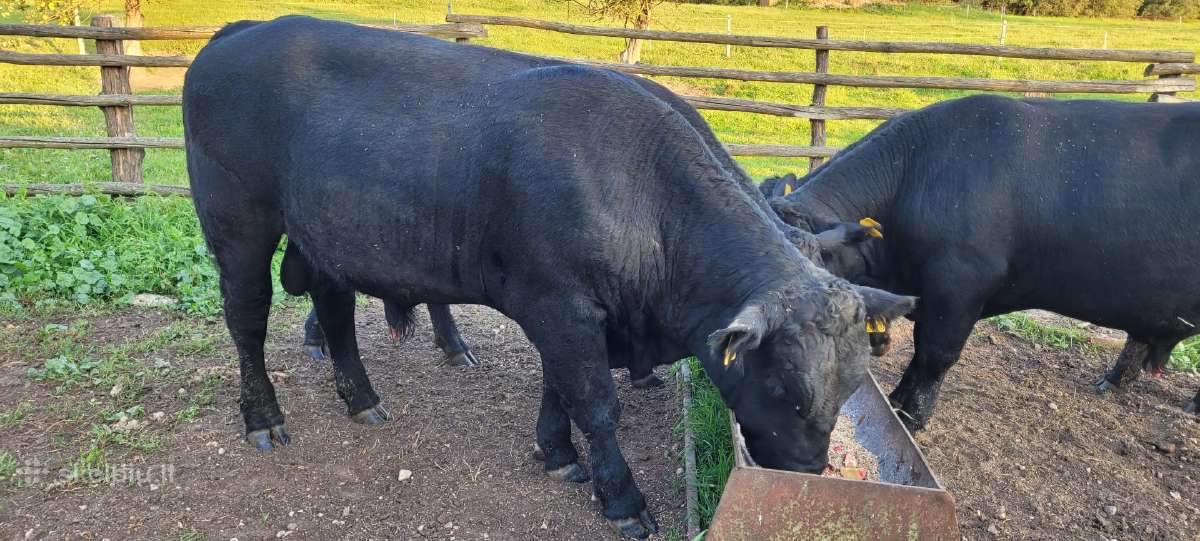 Angus buliai. Galloway veislės buliukai. - Skelbiu.lt